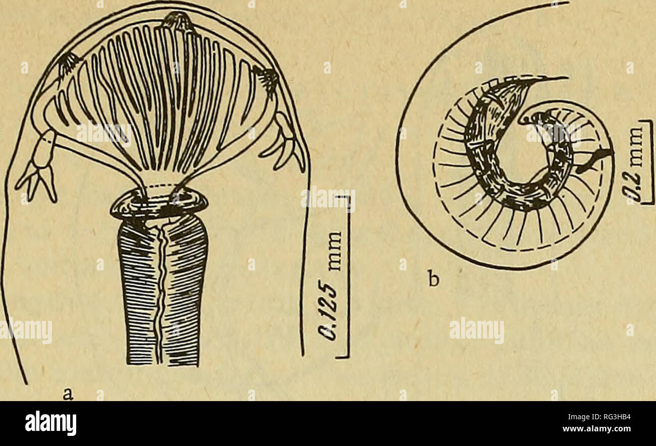 . Camallanata of animals and man and diseases caused by them ...