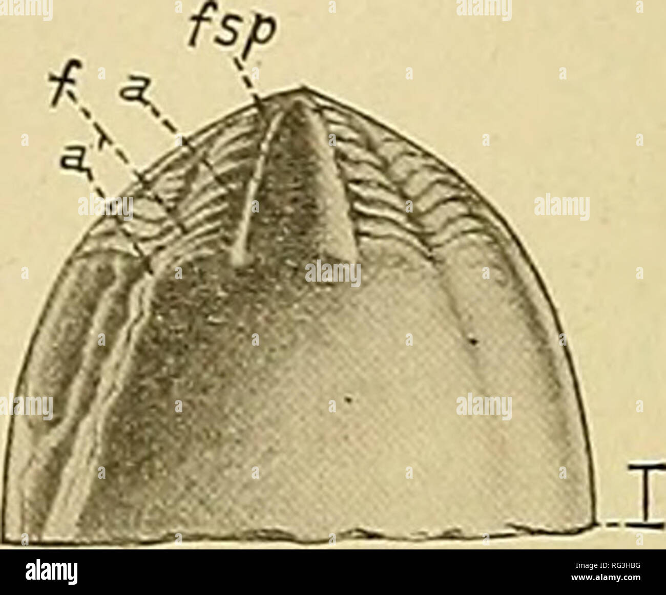 . Cambrian Brachiopoda. Brachiopoda, Fossil. ATBEMATA. Wlien the ...