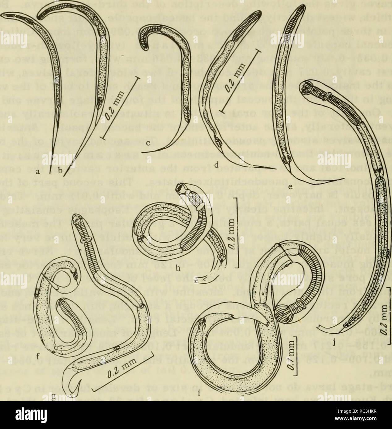 Camallanus hi-res stock photography and images - Alamy