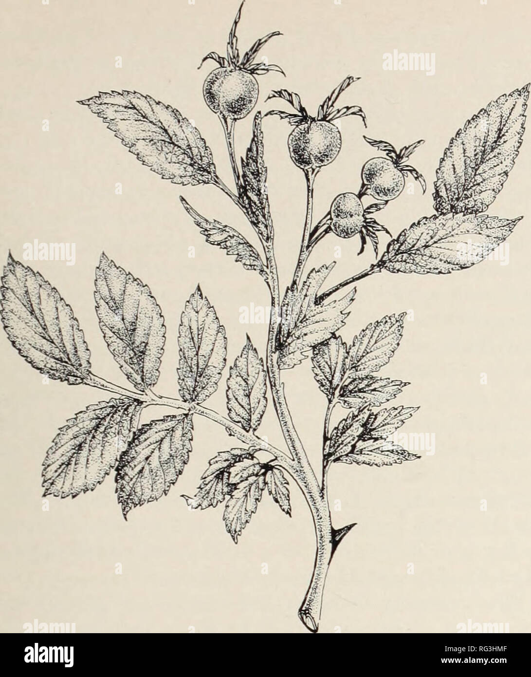 California Rose Drawing