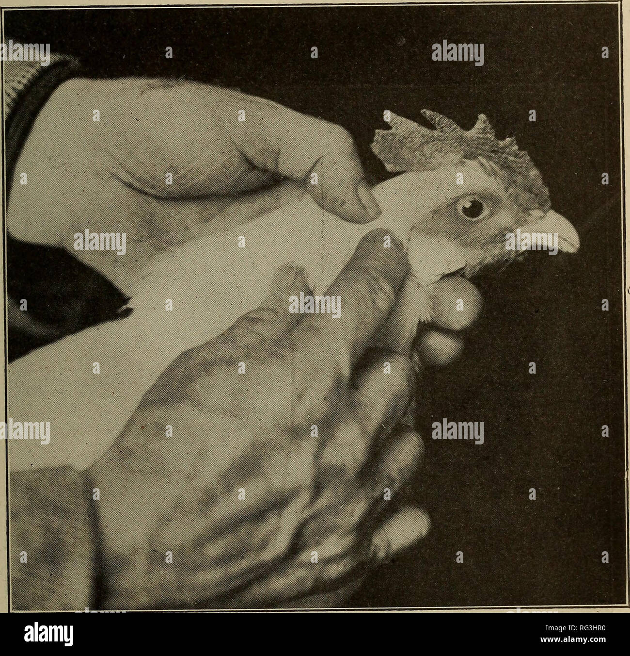 . The call of the hen; or, The science of selecting and breeding ...