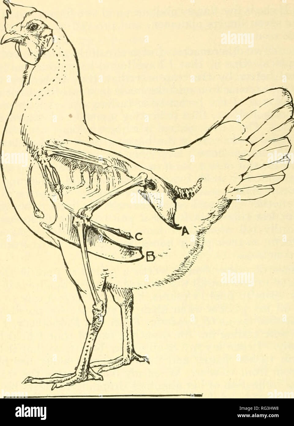 Keel arch hi-res stock photography and images - Alamy