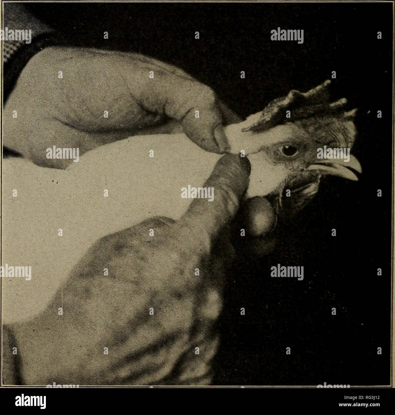 . The call of the hen; or, The science of selecting and breeding ...