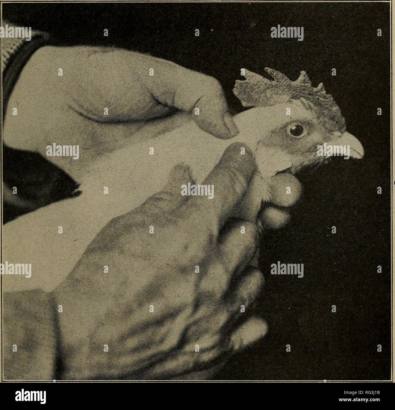. The call of the hen; or, The science of selecting and breeding ...