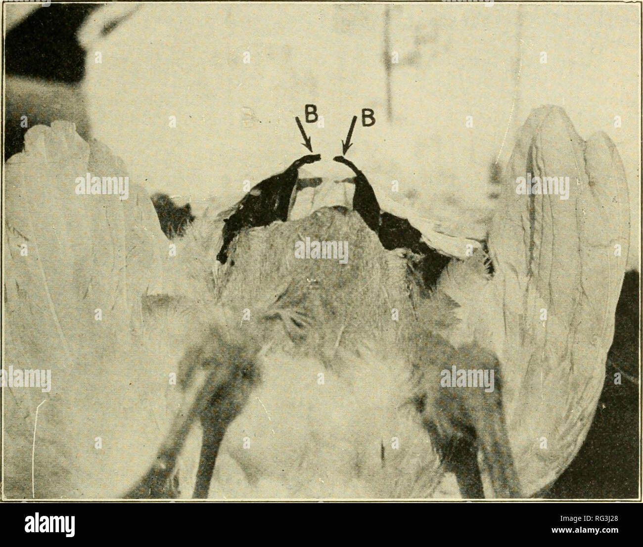 Gone off egg hi-res stock photography and images - Alamy