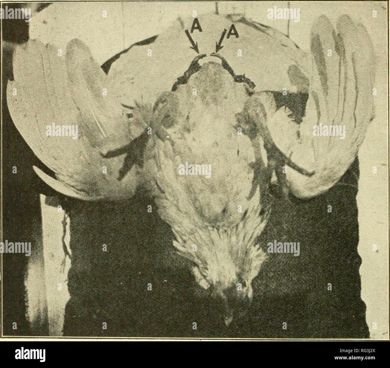 . The call of the hen; or, The science of selecting and breeding ...