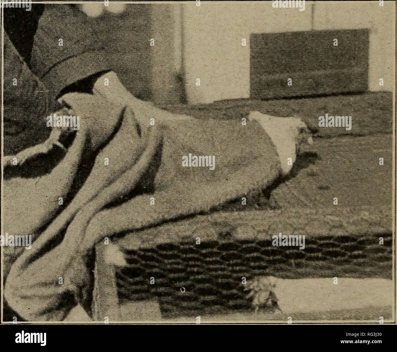 Production traits hi-res stock photography and images - Alamy