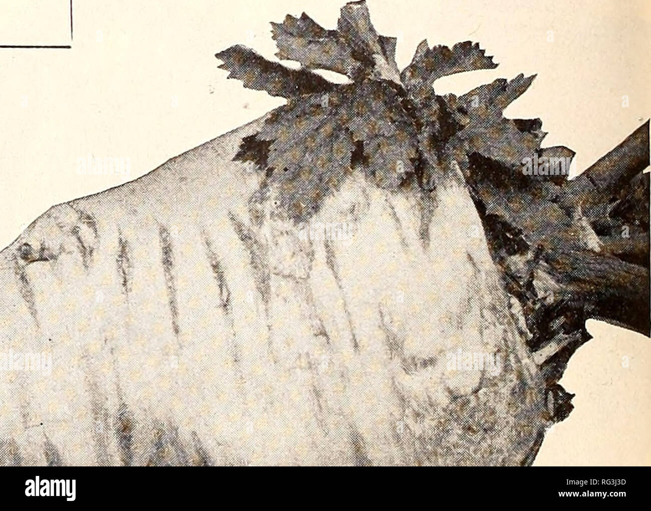 British queen potato hi-res stock photography and images - Alamy