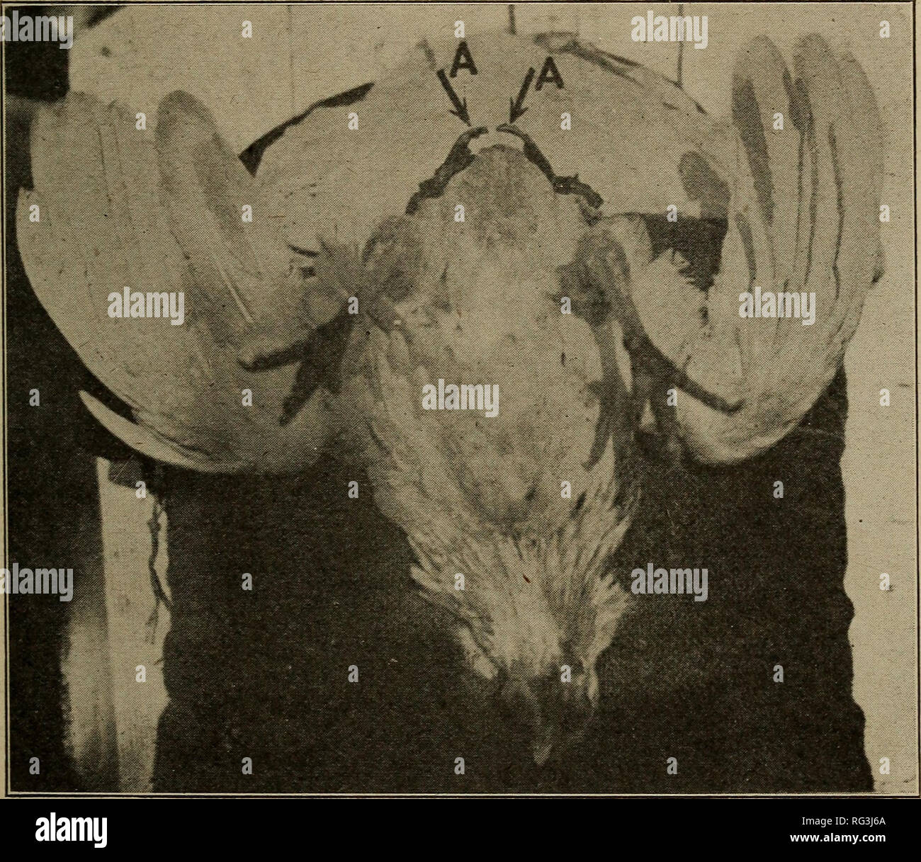 . The call of the hen; or, The science of selecting and breeding ...