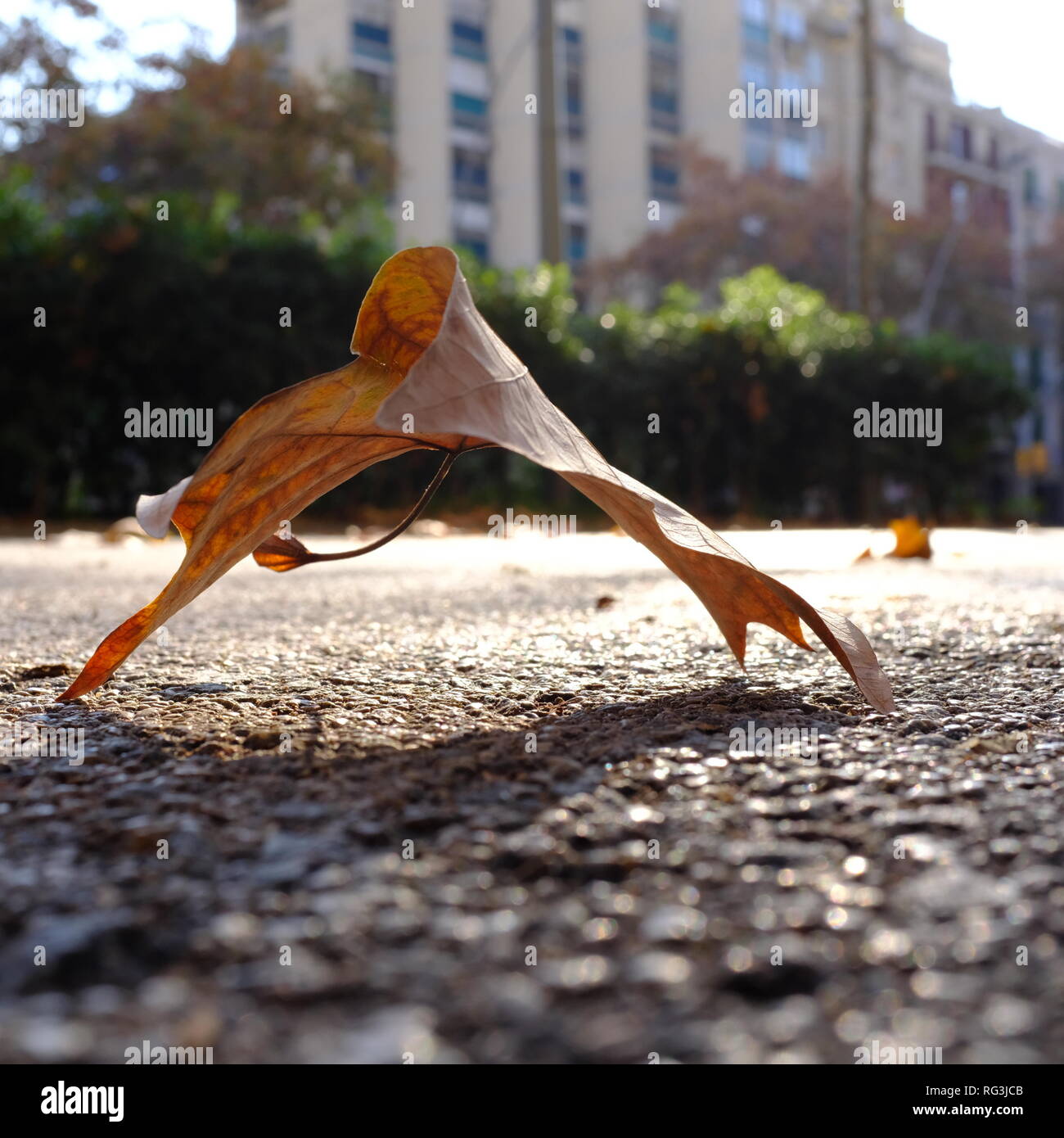 Fallen Leaf with strong sunlight casting shadows on the pavement Stock ...