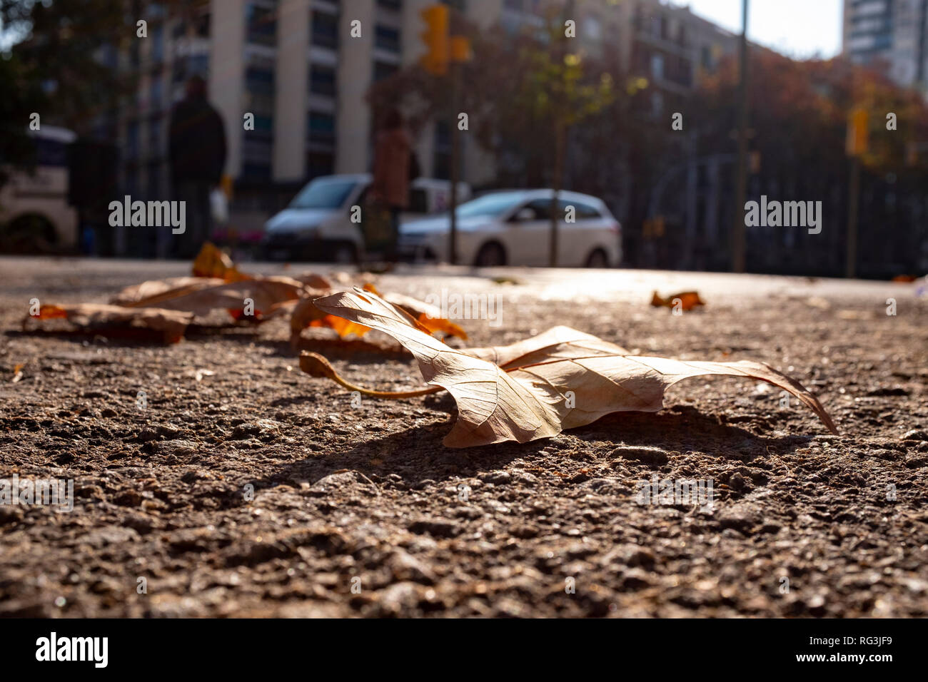 Sculptural fallen tree hi-res stock photography and images - Alamy