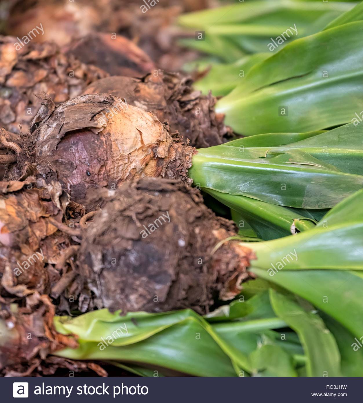 Scilla Maritima Stock Photos & Scilla Maritima Stock Images - Alamy