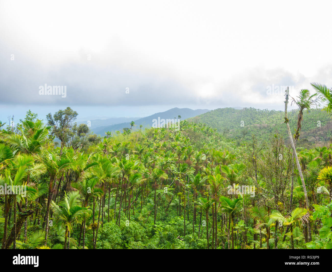 Overhead view of tropical vegetation at El Yunque National Forest in ...
