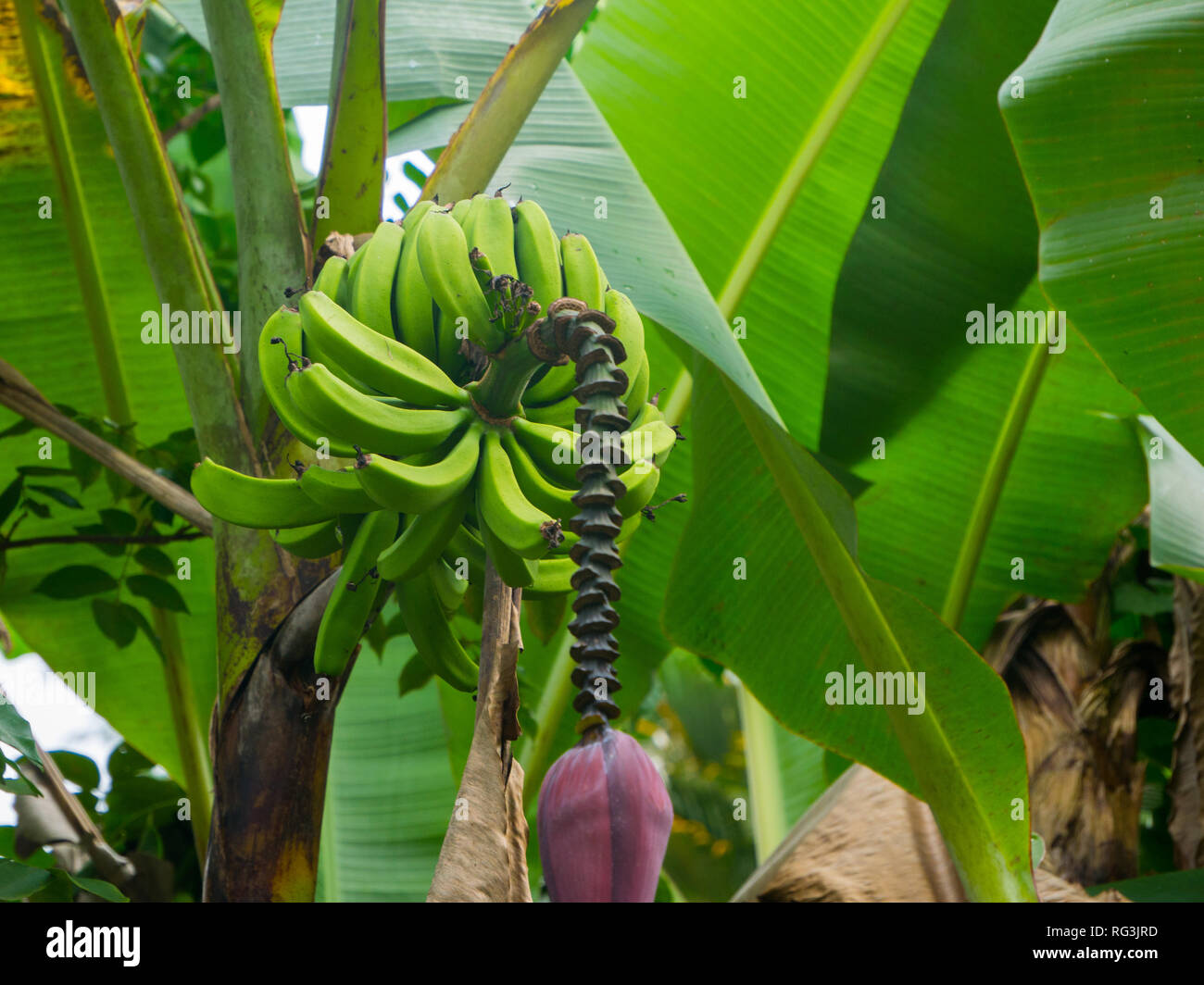 green bananas and palm leaves in a banana tree in Puerto Rico Stock ...