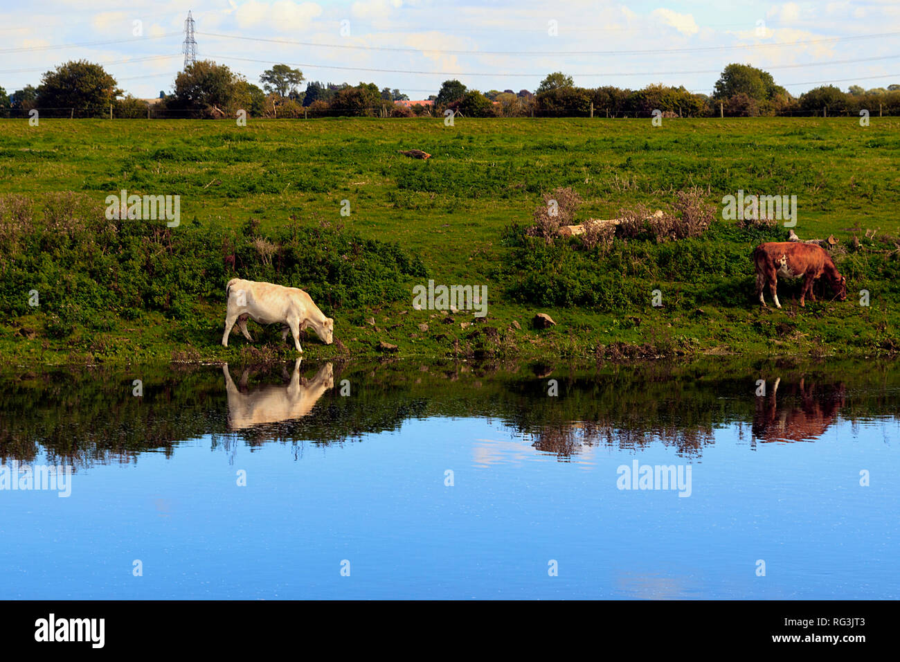 Cows grazing near water hi-res stock photography and images - Alamy