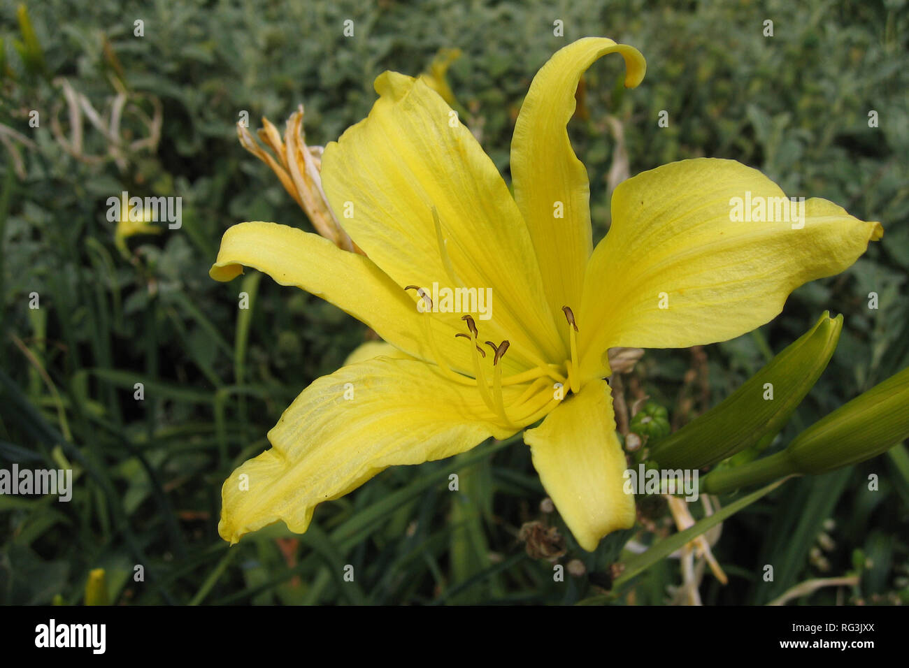 Hyperion hi-res stock photography and images - Alamy