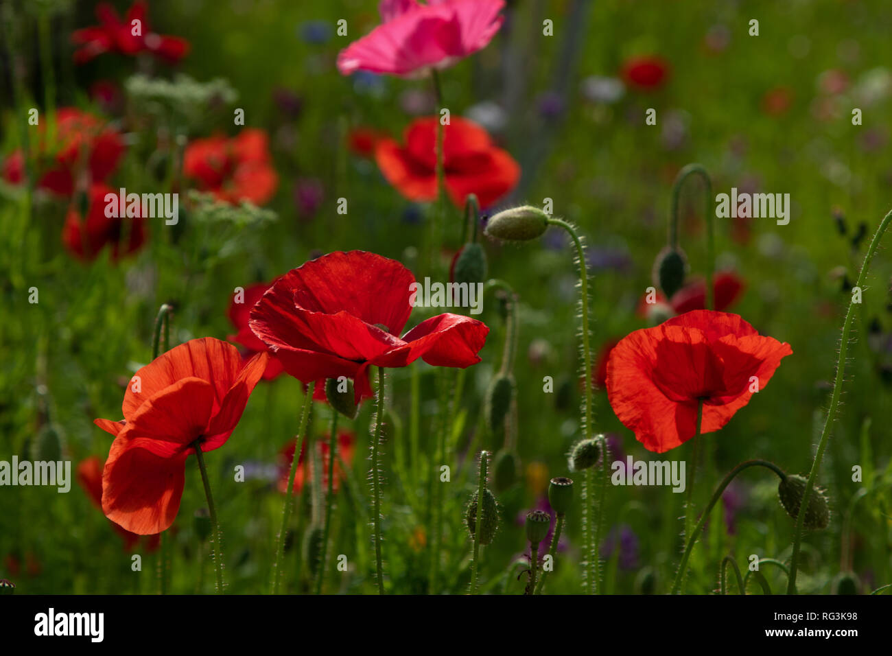 Long stem red poppy hi-res stock photography and images - Alamy