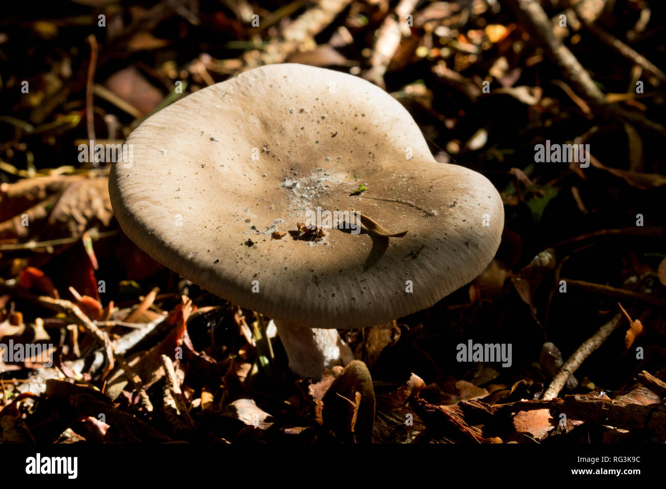 Raw toadstools hi-res stock photography and images - Alamy