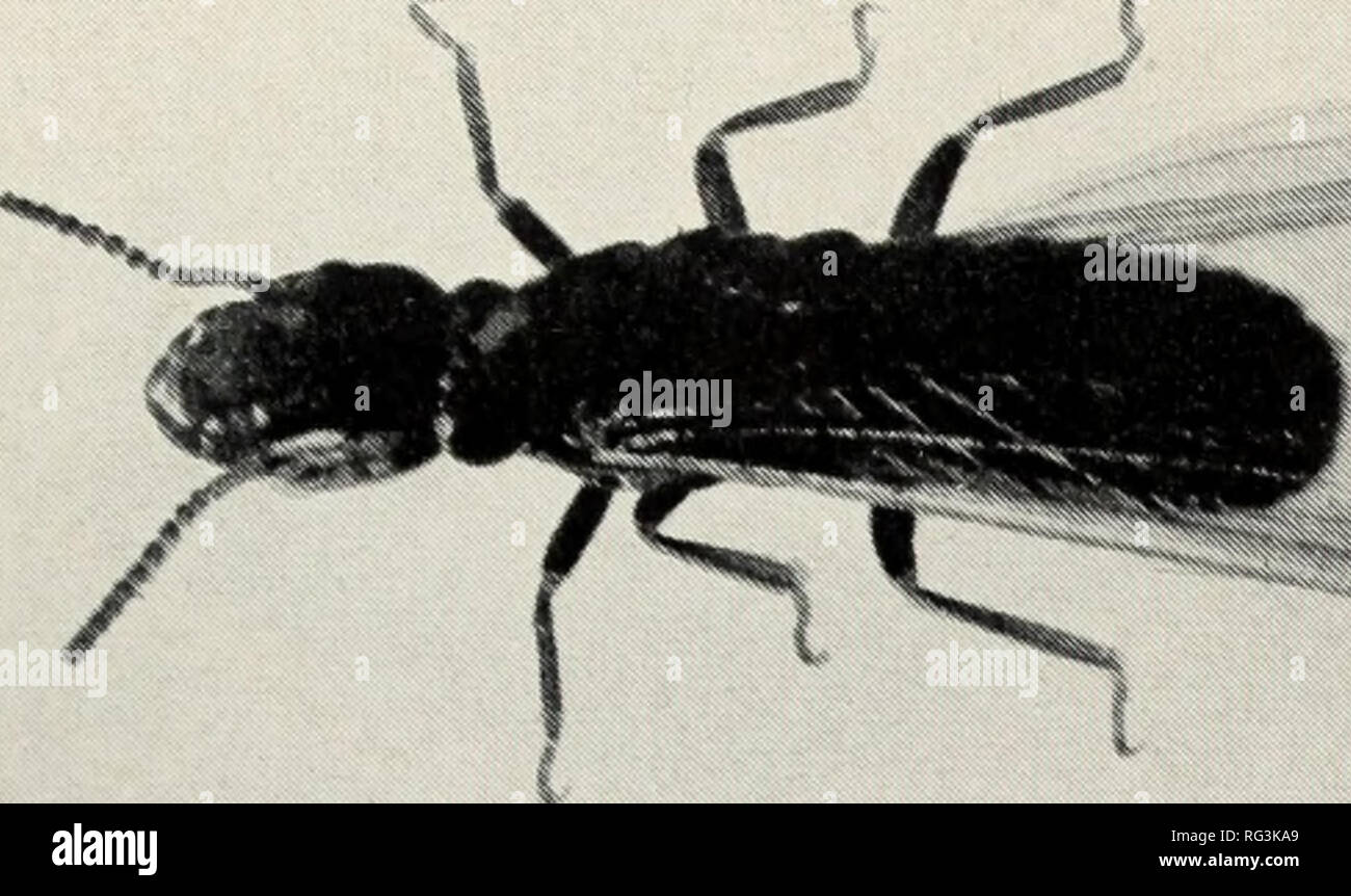 . California greenhouse pests and their control. Insect pests ...