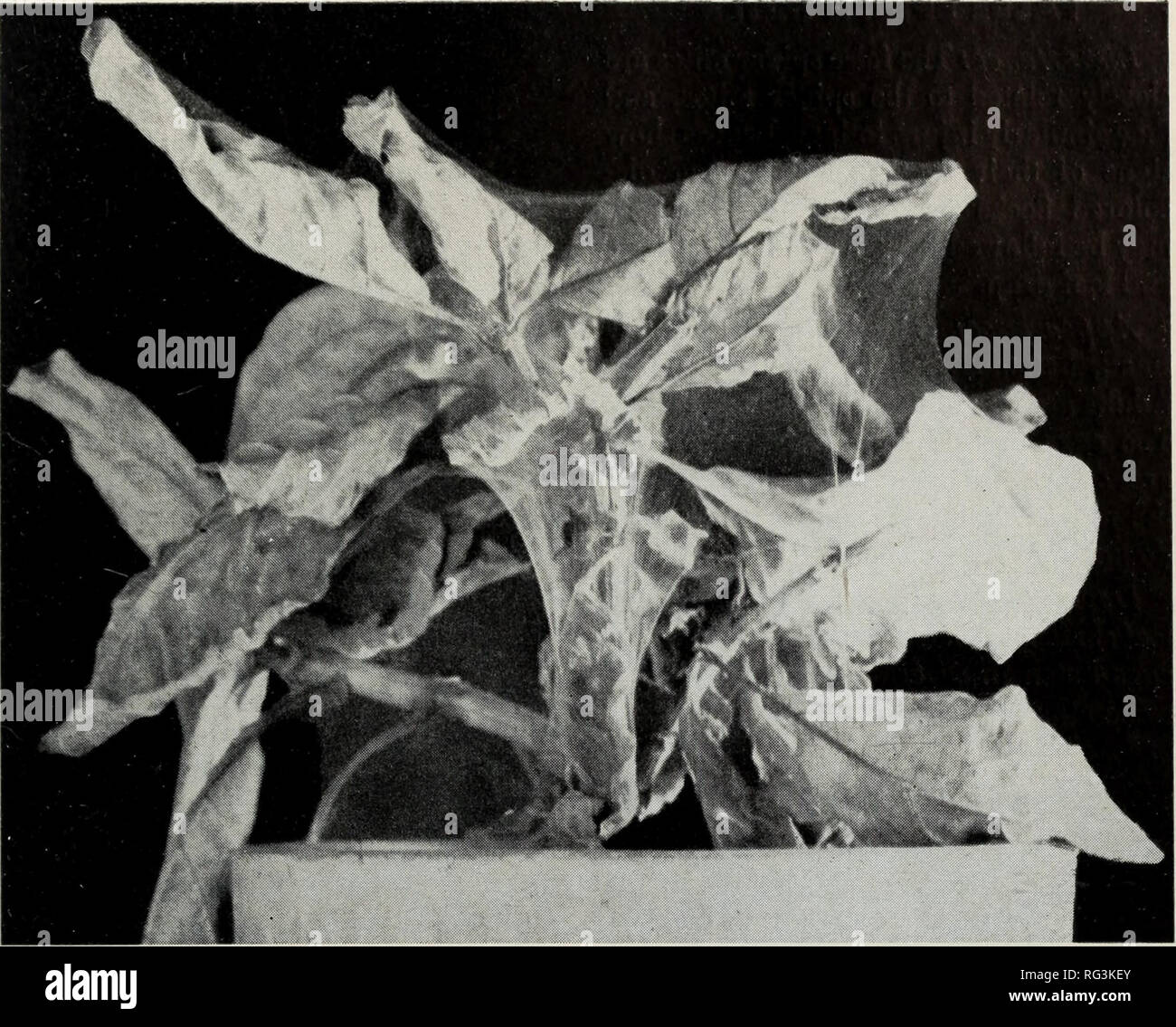 Spider mite infestation hi-res stock photography and images - Alamy