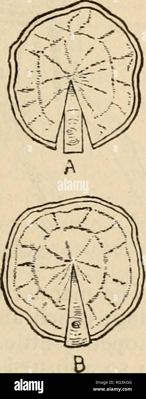 Stump grafting hi-res stock photography and images - Alamy