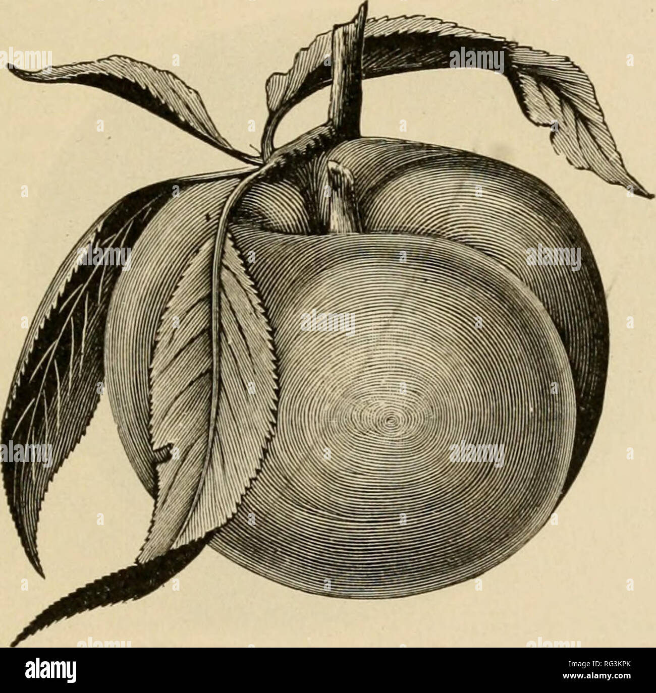 . The California fruits and how to grow them. A manual of methods which ...