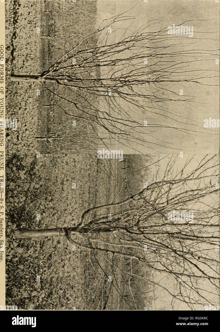 Low branching trees hi-res stock photography and images - Alamy