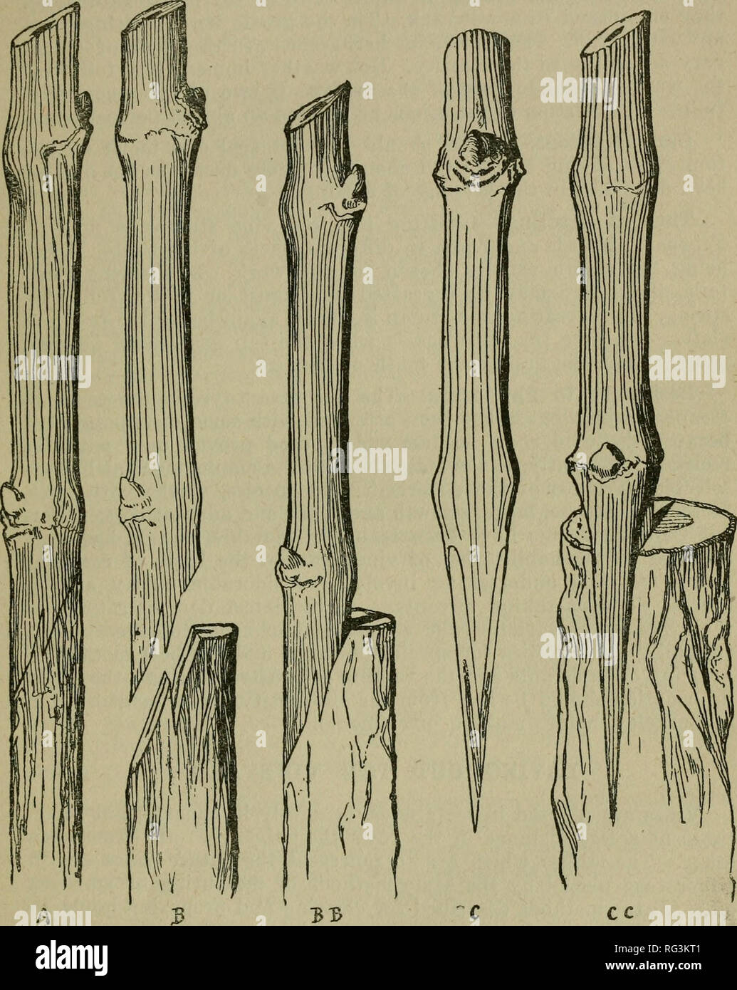 . The California fruits and how to grow them;. Fruit-culture. GRAFTING ...