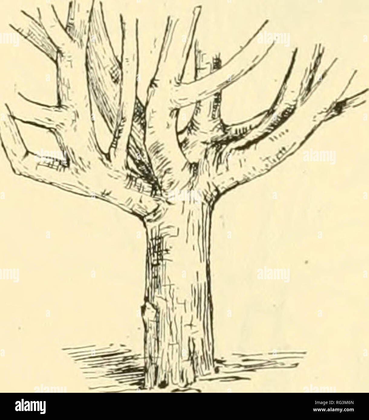 Twelve fruits on tree hi-res stock photography and images - Alamy