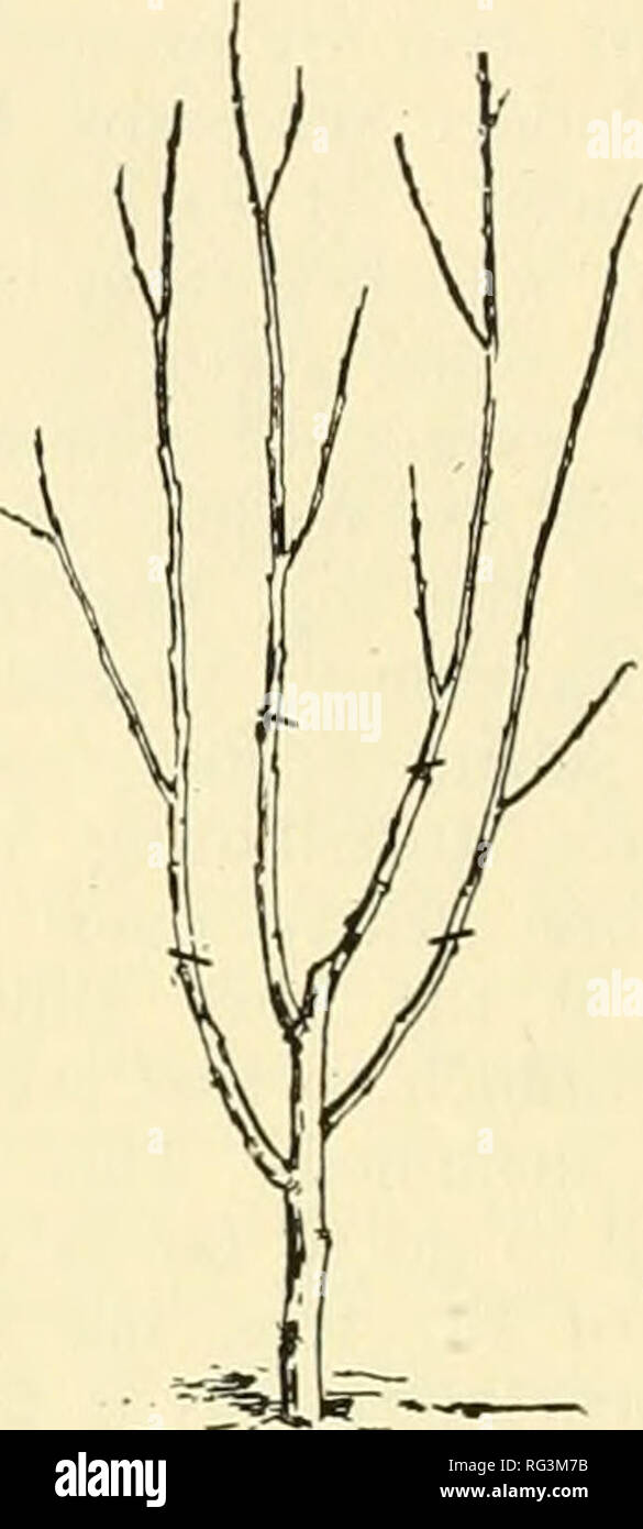 . California fruits and how to grow them. Fruit culture. Pruning for ...
