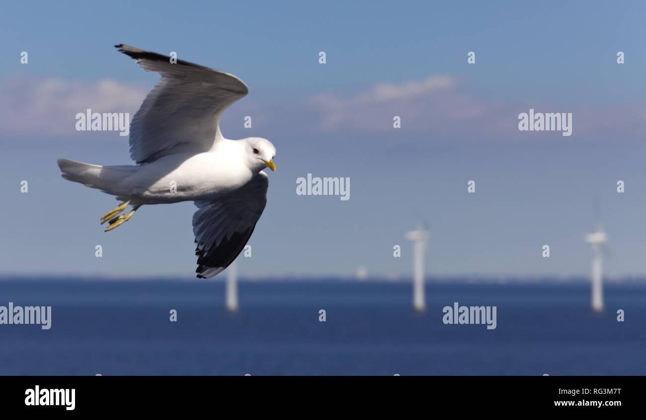 Happy seagull hi-res stock photography and images - Alamy