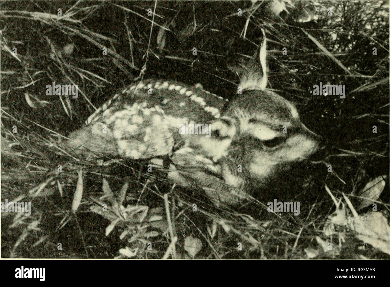 The fawn rose hi-res stock photography and images - Alamy