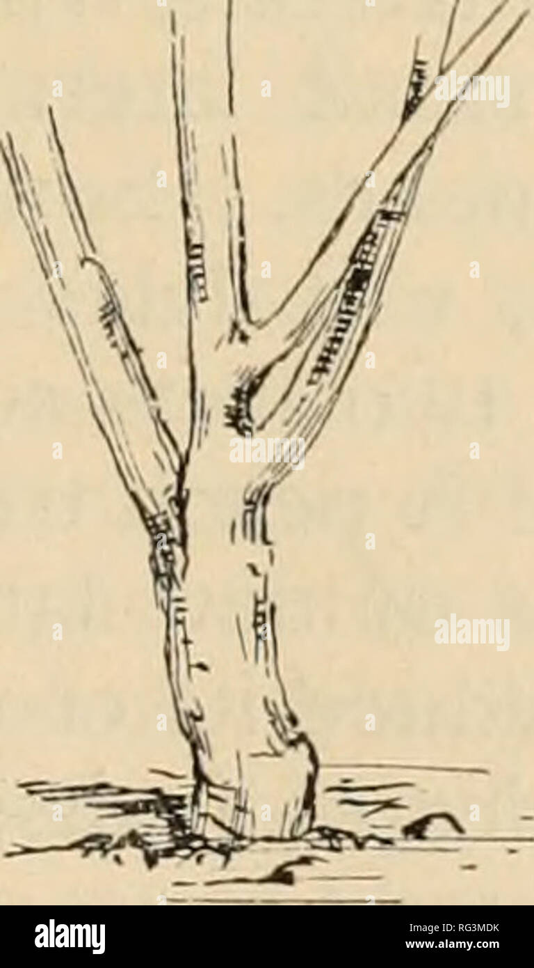 Apple tree with different varieties hi-res stock photography and images ...