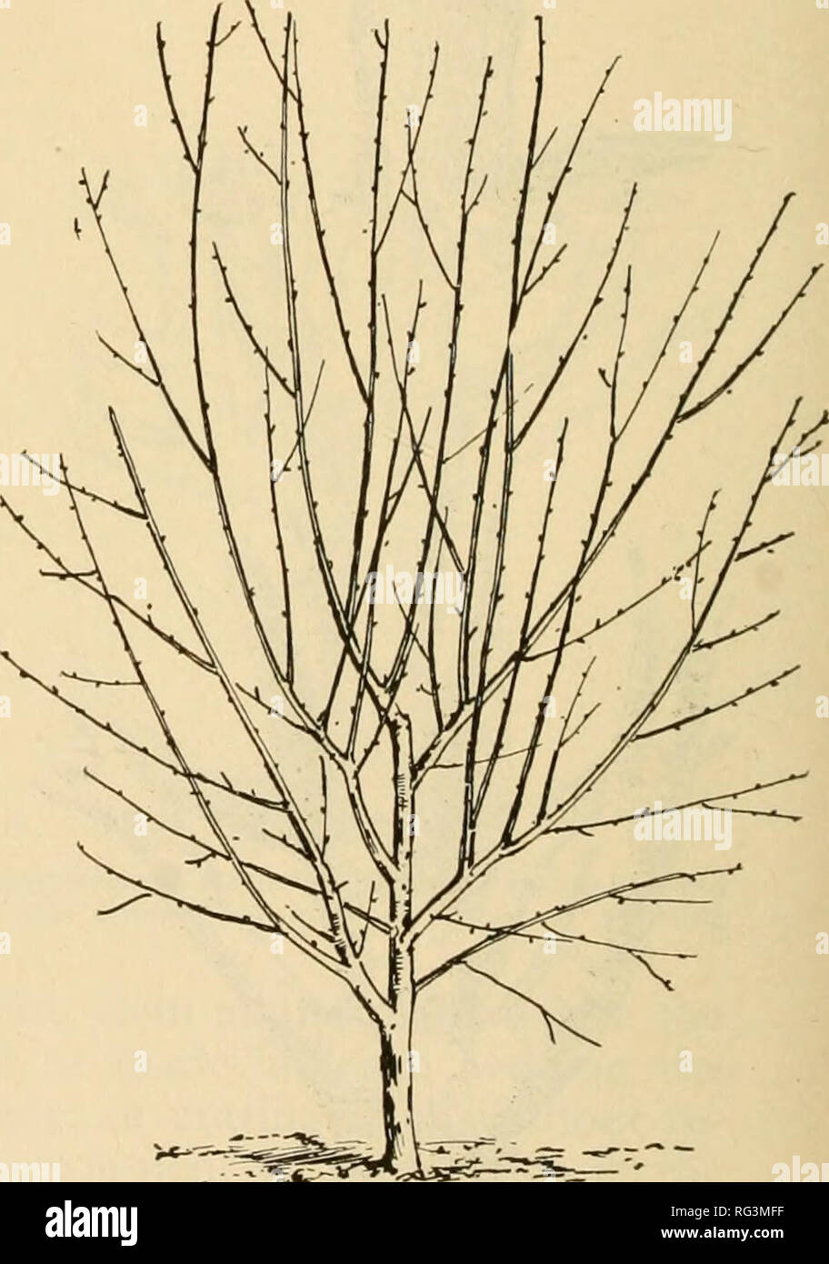 . The California fruits and how to grow them. A manual of methods which ...