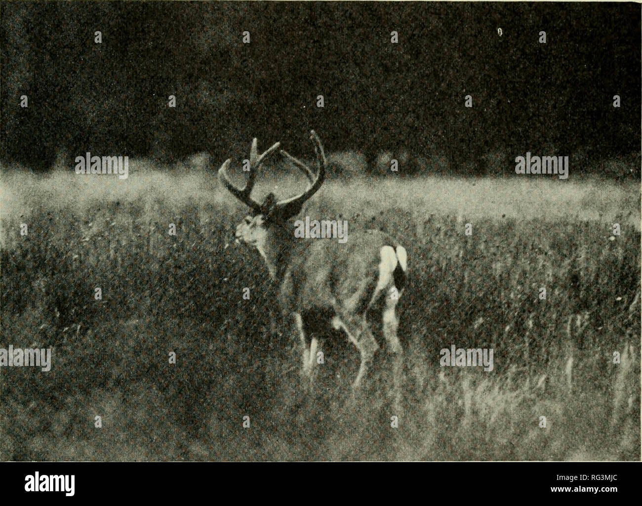 Three point buck hi-res stock photography and images - Alamy