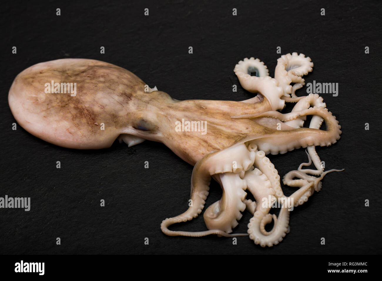 A single raw lesser, or curled octopus, Eledone cirrhosa, caught in UK ...