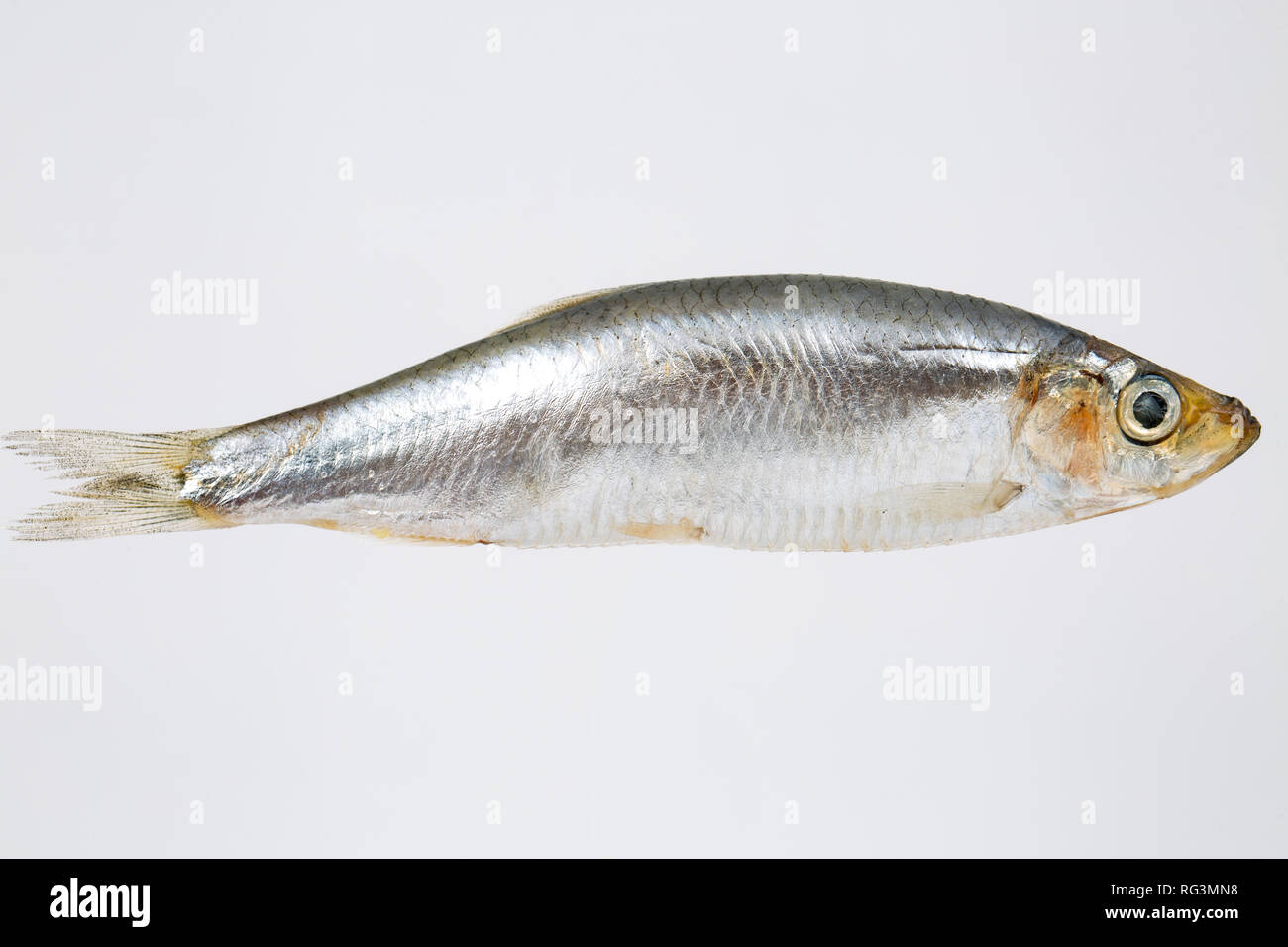 Uk sprat hi-res stock photography and images - Alamy
