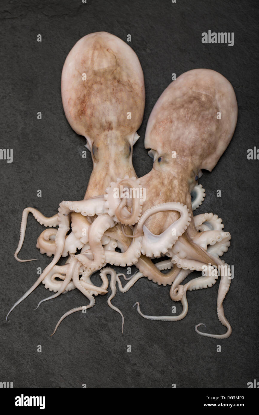 Curled Octopus High Resolution Stock Photography and Images - Alamy