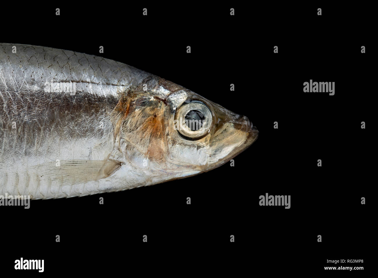 Sprattus sprattus uk hi-res stock photography and images - Alamy