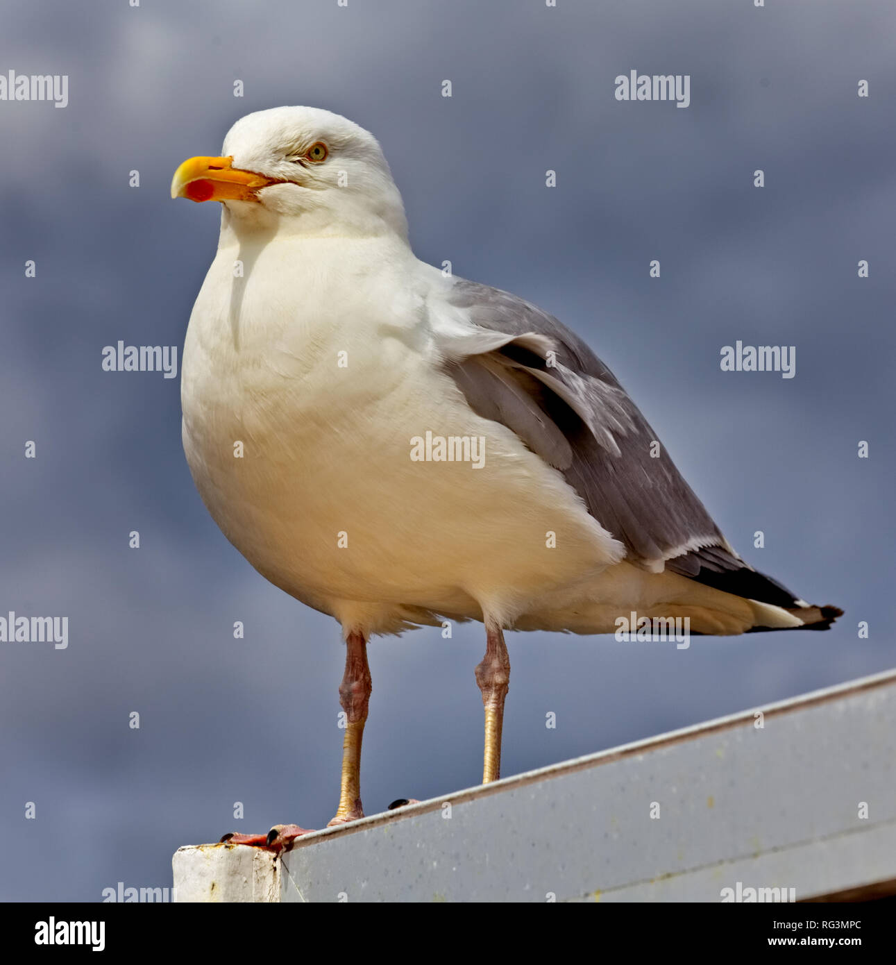 A white and grey bird sits overlooking the world with his chest puffed ...