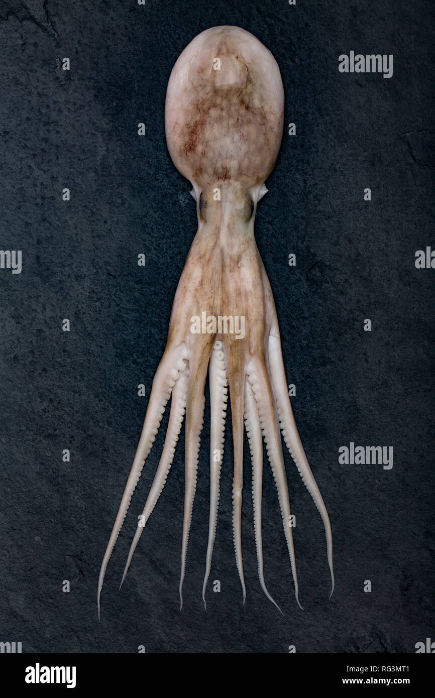 A single raw lesser, or curled octopus, Eledone cirrhosa, caught in UK ...
