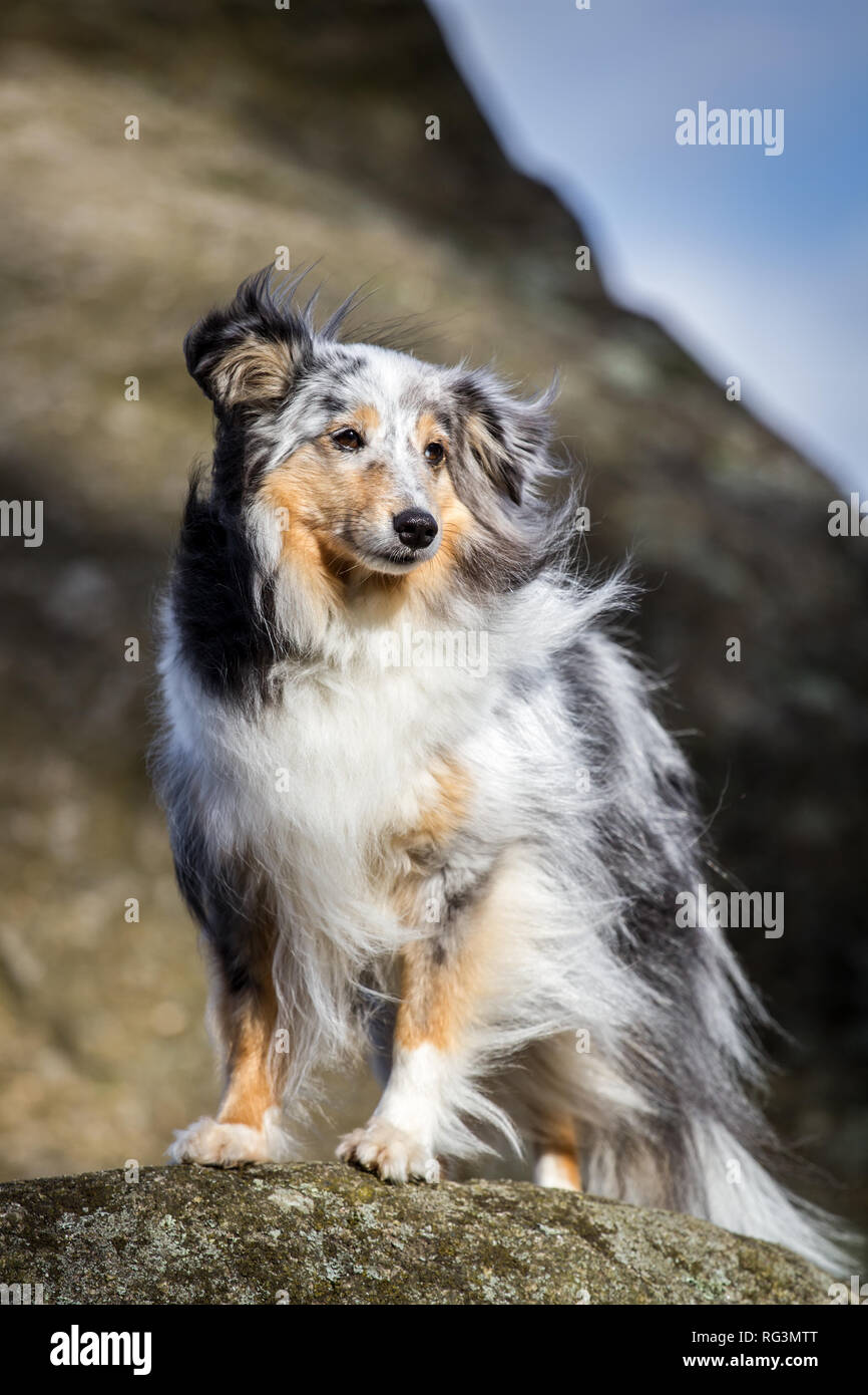 Sheltie out for a walk hi-res stock photography and images - Alamy