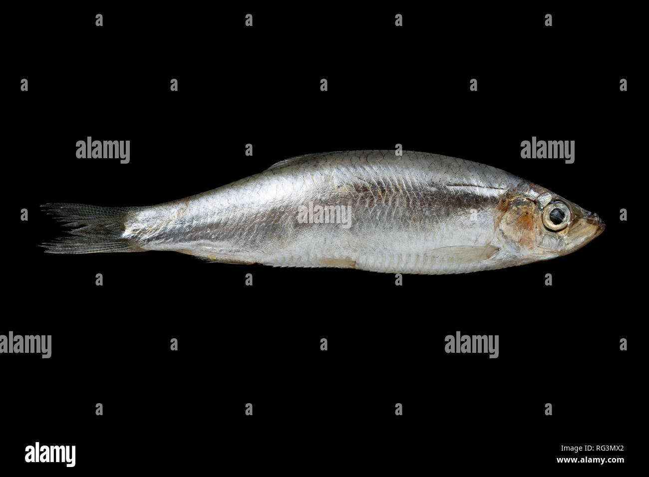 Sprattus sprattus uk hi-res stock photography and images - Alamy