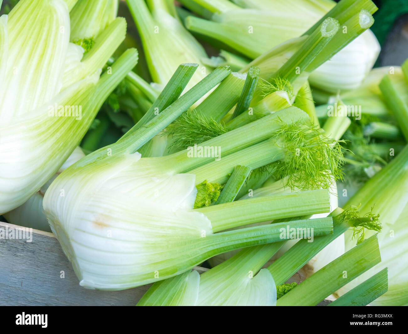 Fresh Florence fennel bulbs or Fennel bulb in the market. Healthy and ...