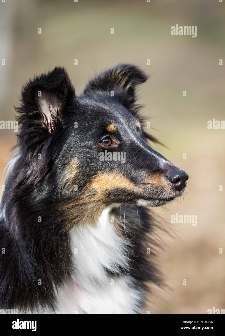 Tricolor shetland sheepdog hi-res stock photography and images - Alamy