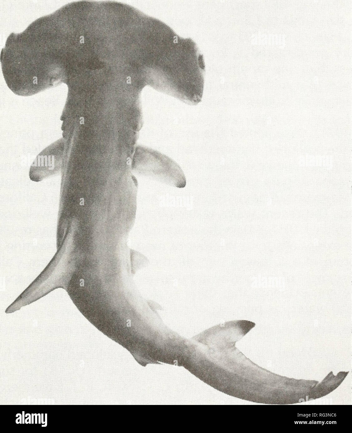 Hammerhead shark juvenile hi-res stock photography and images - Alamy