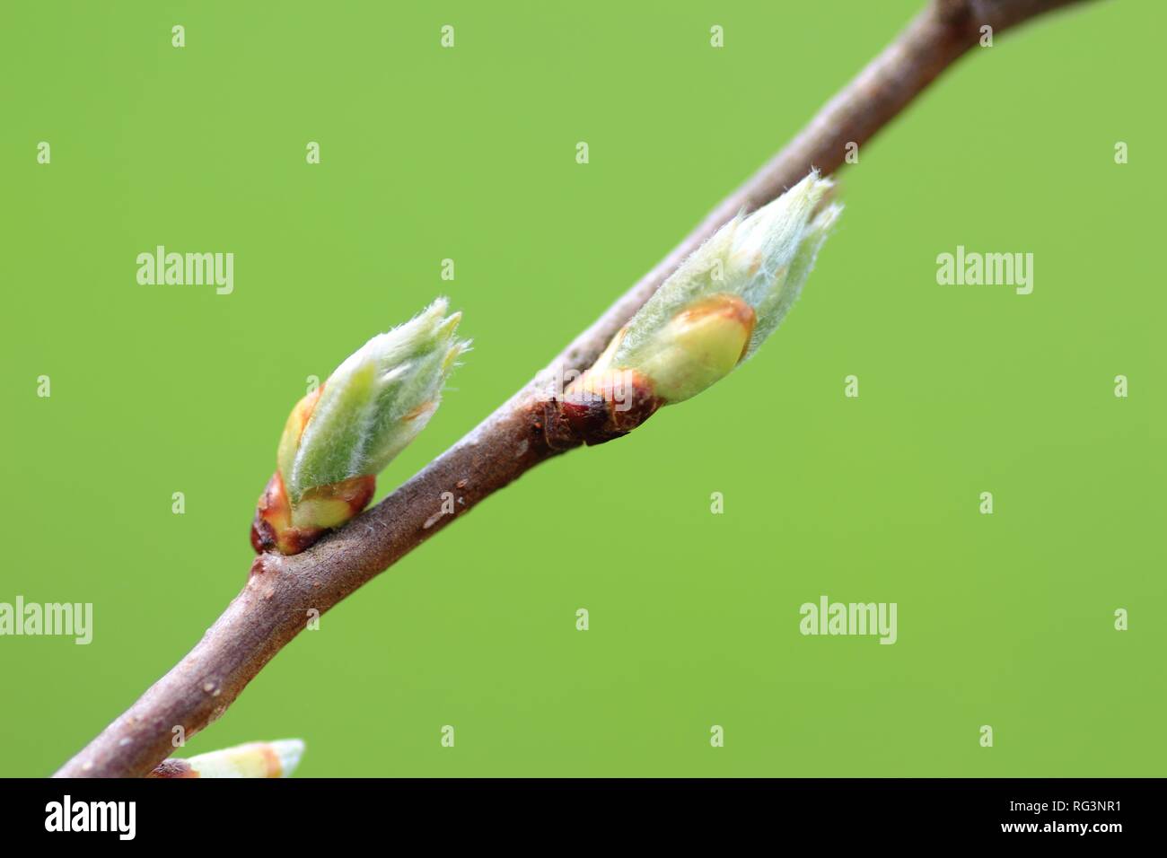 New buds hi-res stock photography and images - Alamy