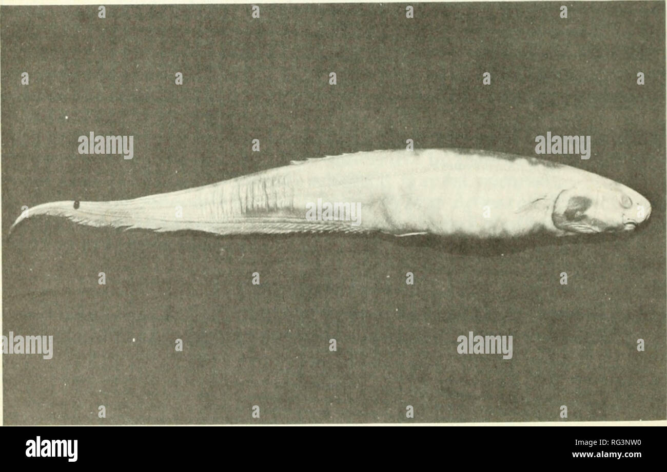 Notacanthidae hi-res stock photography and images - Alamy