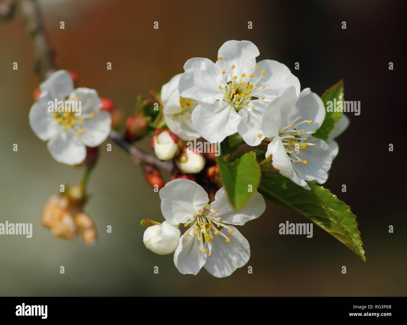Pear tree spring hi-res stock photography and images - Alamy