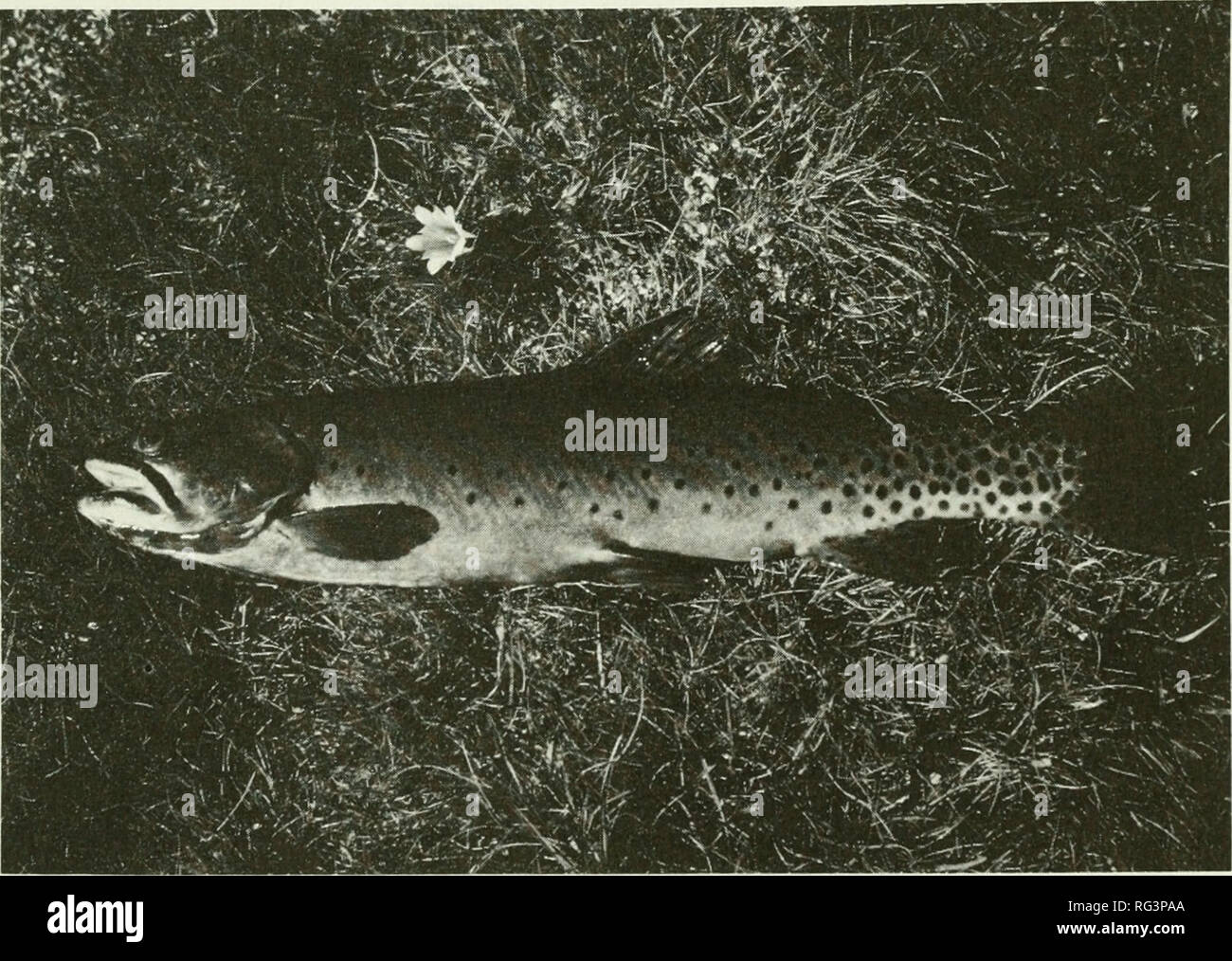 Apache trout hi-res stock photography and images - Alamy